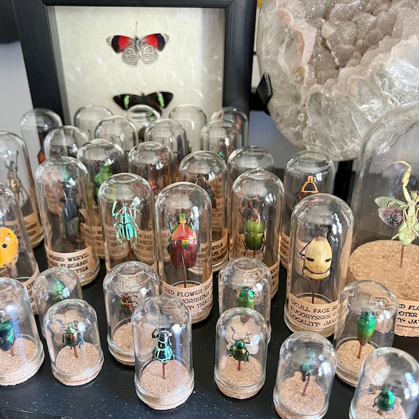 Bug in a Jar - Etsy