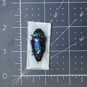 Malagasy Jewel Beetle, Polybothris Sumptuosa Gema, UNMOUNTED, Real ...