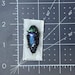 Malagasy Jewel Beetle, Polybothris Sumptuosa Gema, UNMOUNTED, Real ...