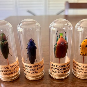 Real, Dried Insect, Beetle, Bug in a Bell Jar, Cloche, Dome Jar ...