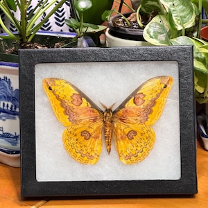Oberthür's Silkmoth, Loepa Oberthuri, Rare, Mounted (wings Spread) and ...