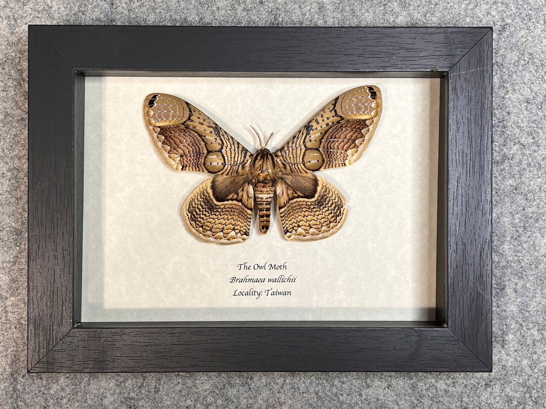 Owl Moth Brahmaea Wallichii Real Mounted and Framed in a - Etsy