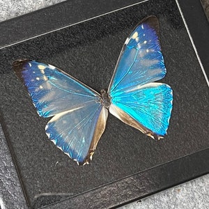 Morpho Zephyritis Butterfly, Mounted and Framed in a Riker Mount - Etsy