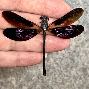 Euphaea Variegata, Teal and Violet Damselfly (A-), Mounted, Spread ...