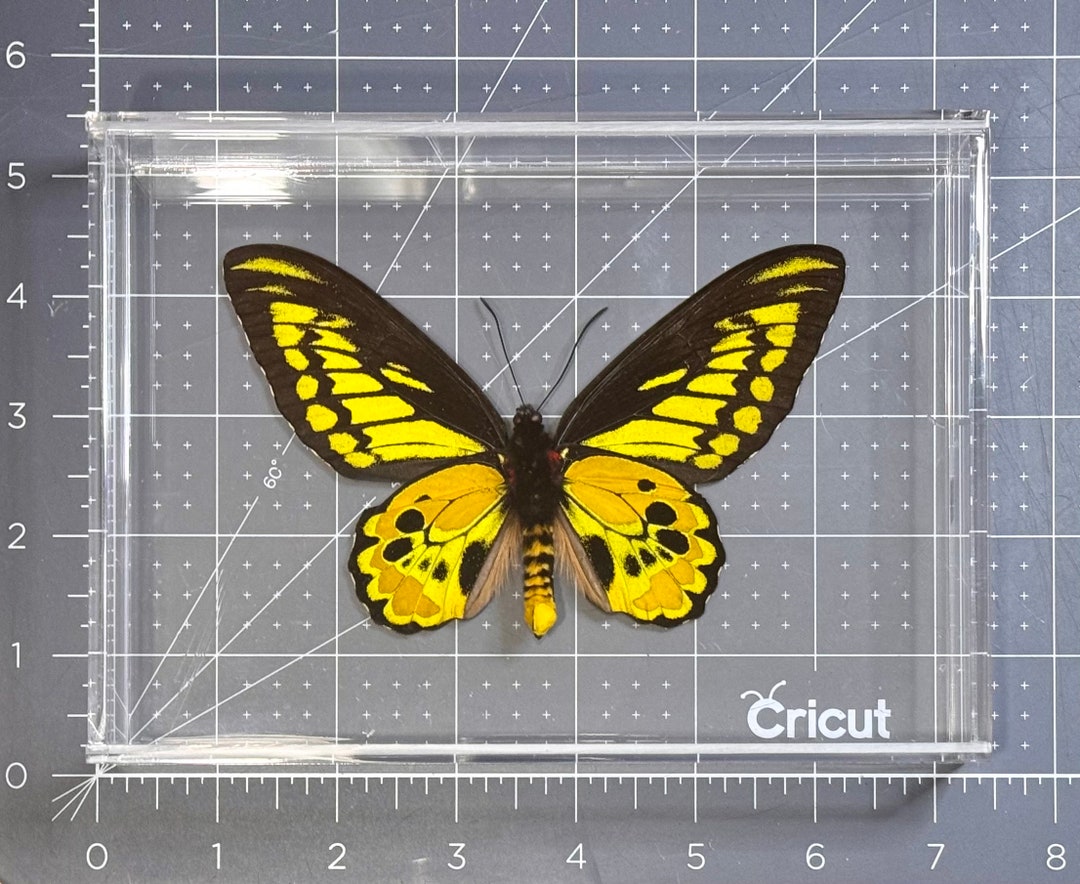 HUGE Ornithoptera Rothschildi, Rothschild's Birdwing, Male, Rare ...