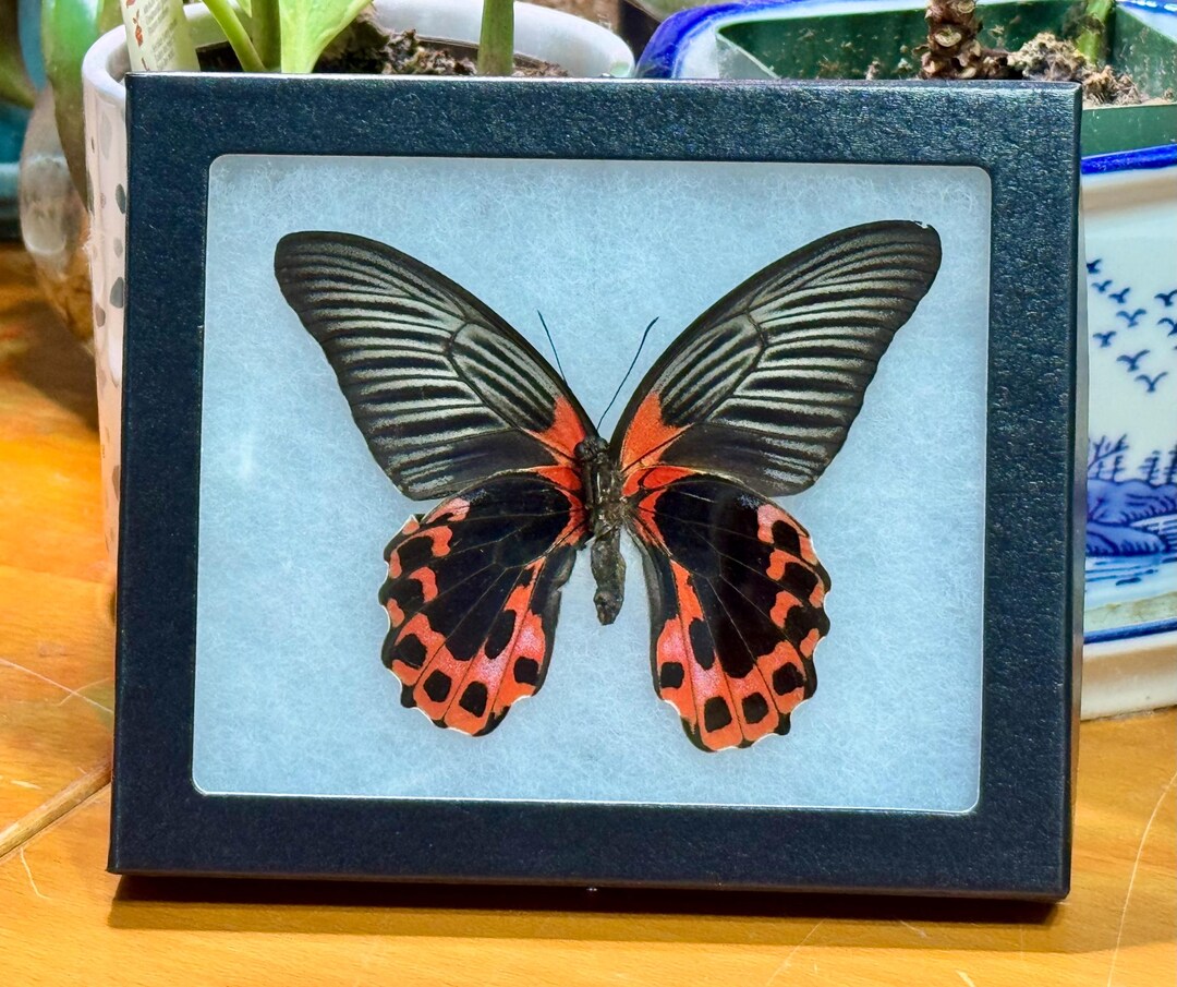 Papilio Rumanzovia, Scarlet Mormon Swallowtail Butterfly, Mounted ...