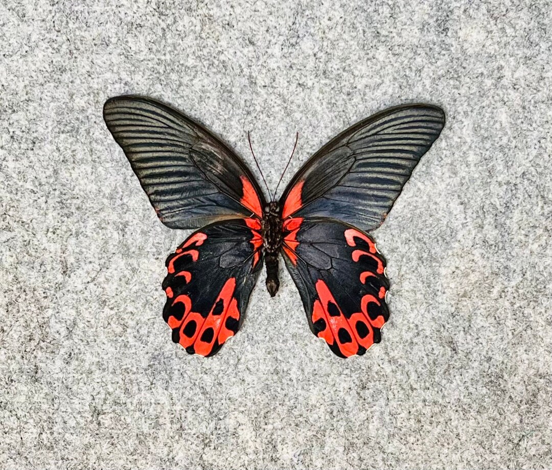 Scarlet Mormon Butterfly, Papilio Rumanzovia Semperinus, Male OR Female ...
