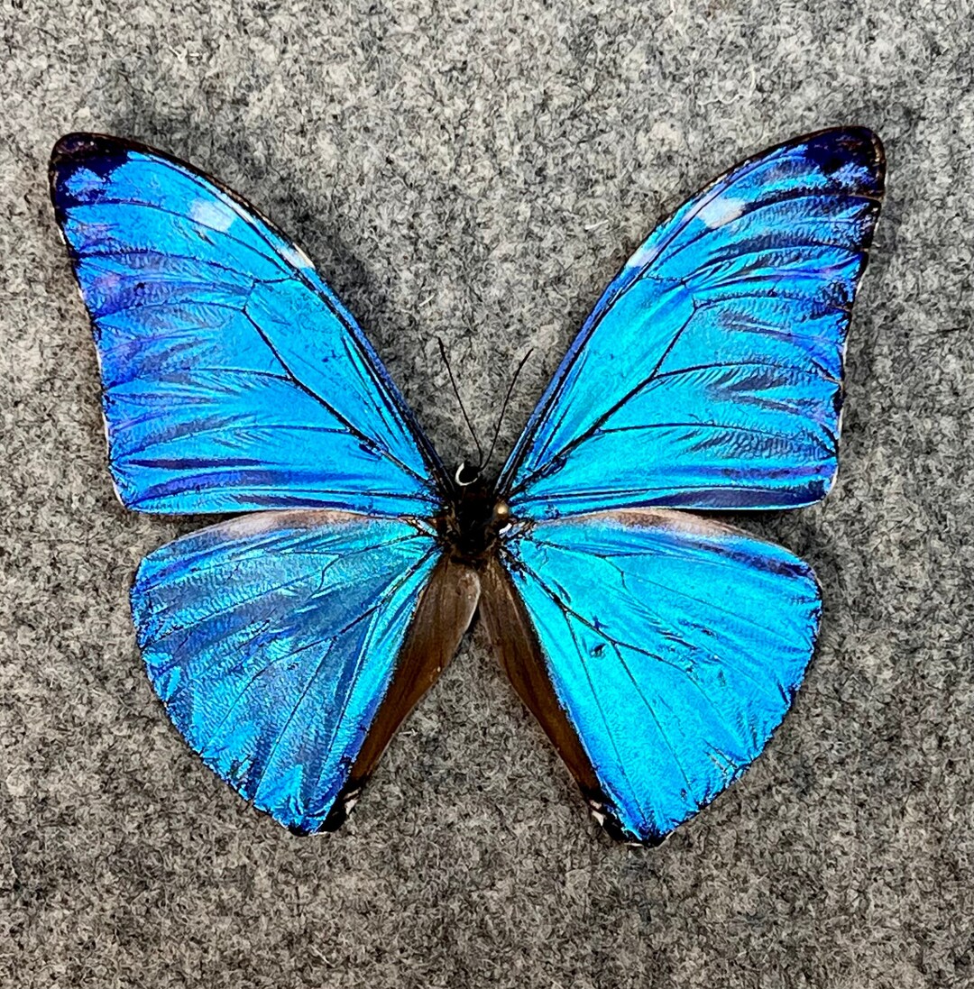 The Adonis Morpho, Morpho Marcus, Wings FOLDED or Mounted wings Spread ...