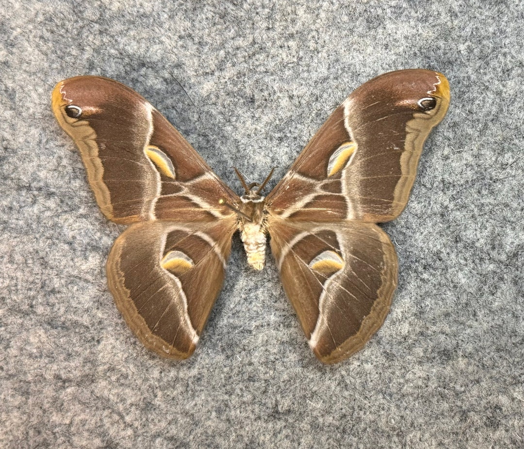 Eri Silkmoth, Samia Cynthia Ricini, Unmounted (wings FOLDED), Real ...