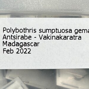 Malagasy Jewel Beetle, Polybothris Sumptuosa Gema, UNMOUNTED, Real ...