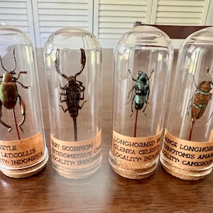 Real, Dried Insect, Beetle, Bug in a Bell Jar, Cloche, Dome Jar ...