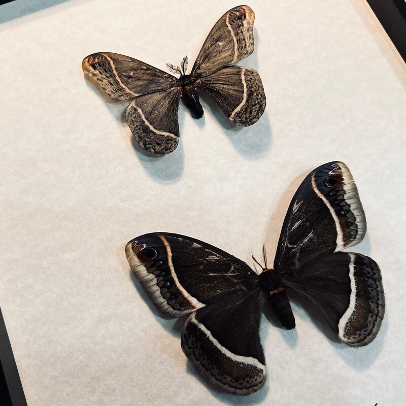 Moth in Frame - Etsy