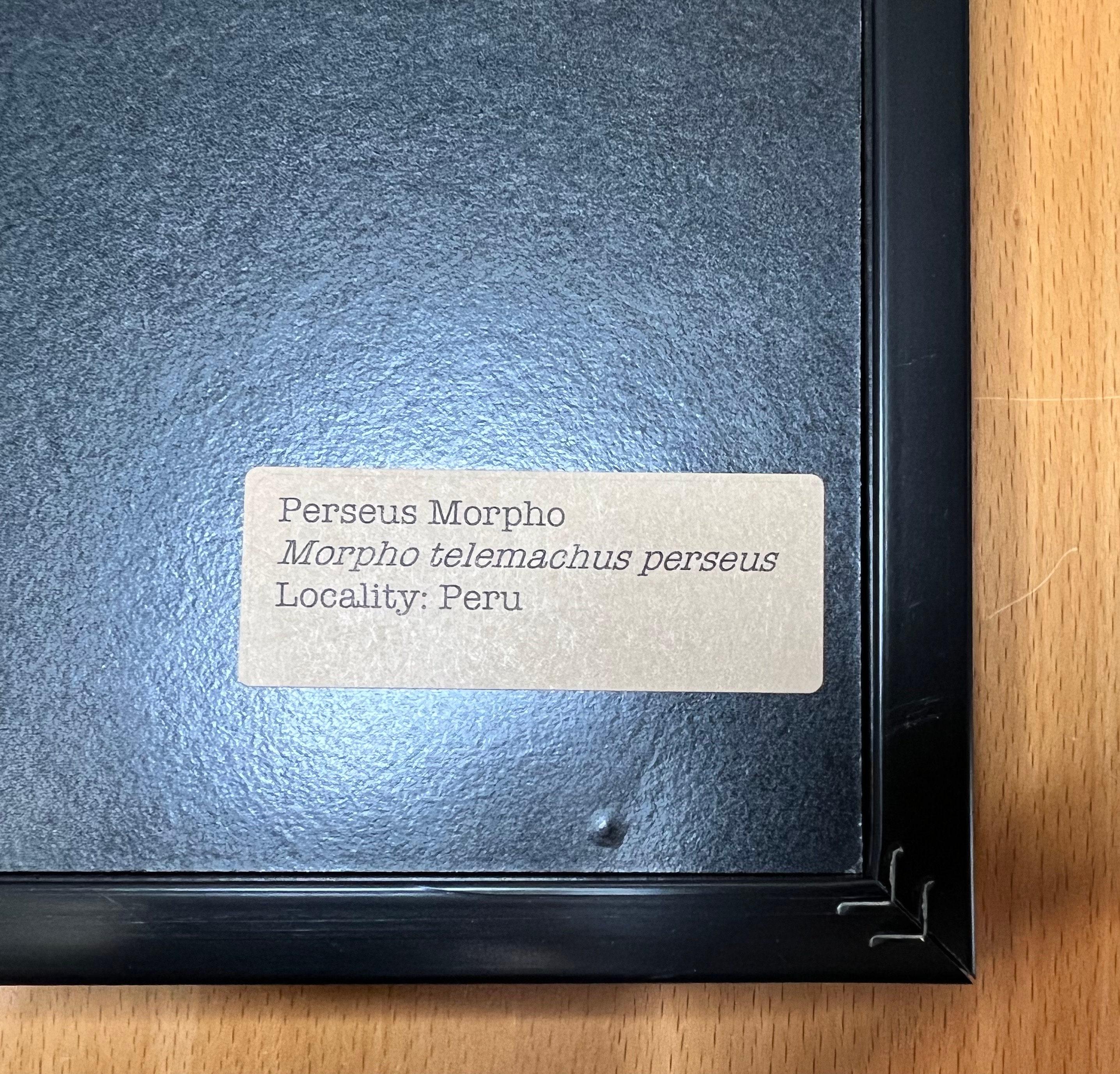 The Perseus Morpho Morpho Telemachus Perseus blue Form | Etsy