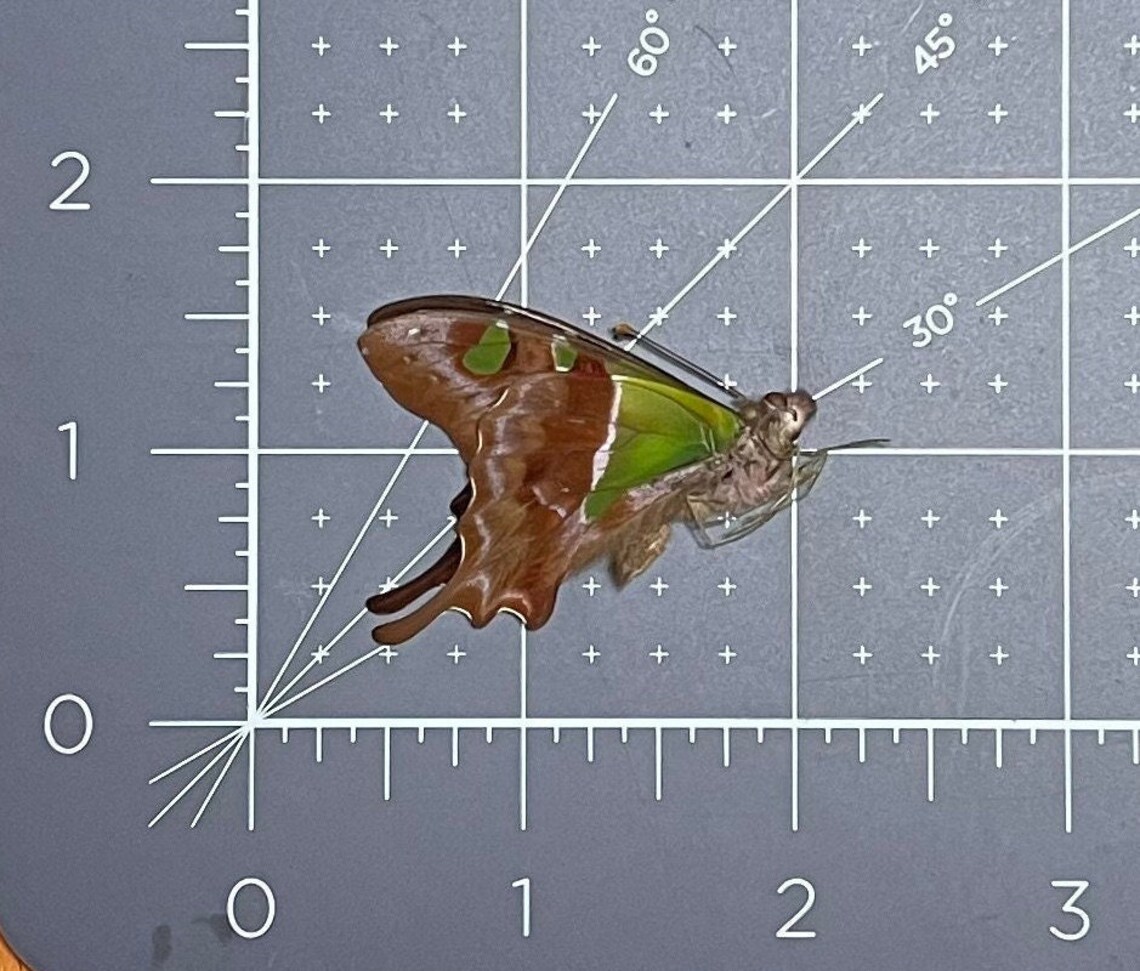 Purple Spotted Swallowtail Butterfly Graphium Weiskei Wings - Etsy