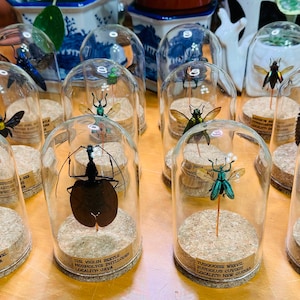 Giant Roly Poly Pill Bug, Sphaeropoeus Lugubris, Mounted in a Bell Jar ...