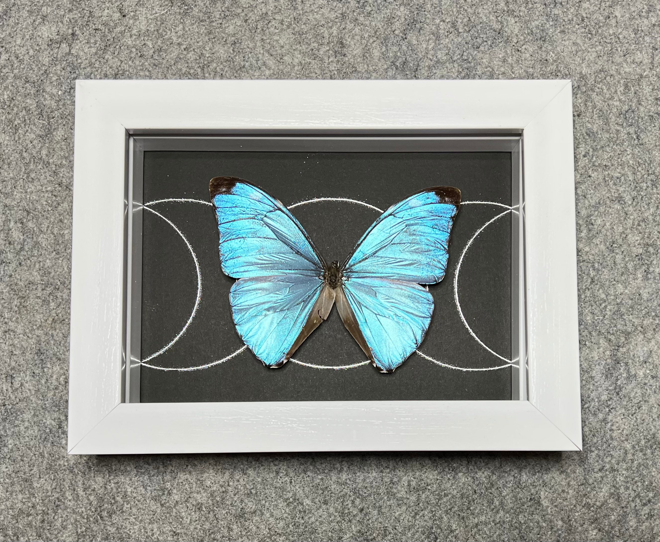 The Eugene Morpho Butterfly Morpho Eugenia Mounted and | Etsy