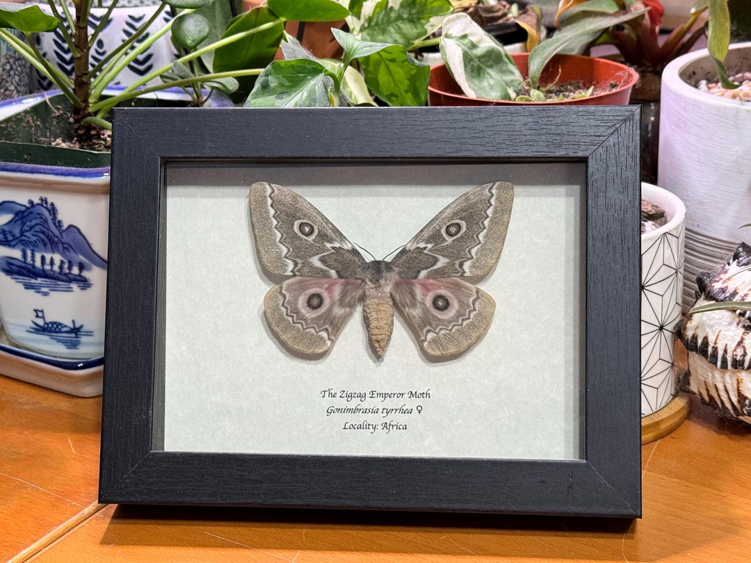 Zigzag Emperor Moth, Gonimbrasia Tyrrhea, Female, Mounted & Framed in ...
