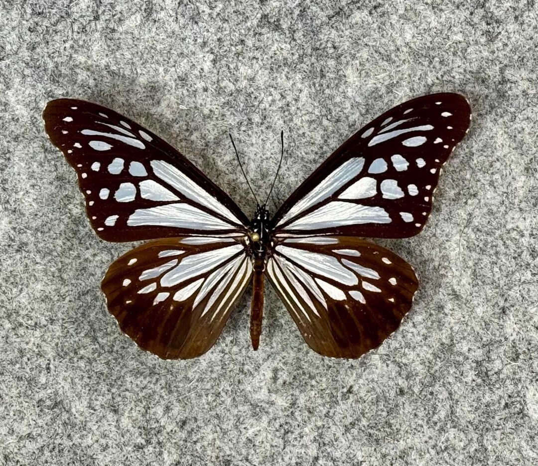The Himalayan Chocolate Tiger Butterfly, Parantica Melaneus, Unmounted ...