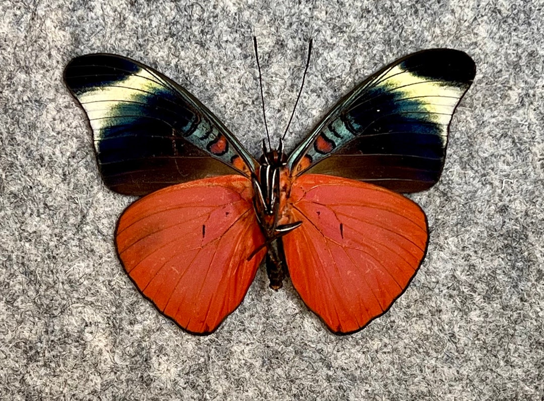 Red Flasher Butterfly, Panacea Prola, UNMOUNTED (wings Folded ...