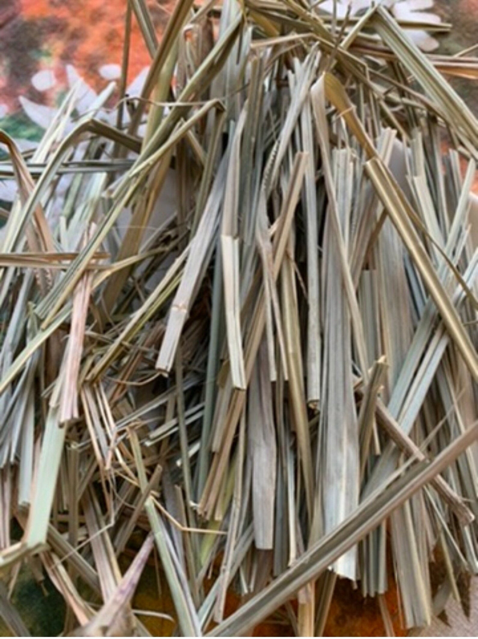 Jamaican Dried Fever/ Lemon Grass 1oz - Etsy