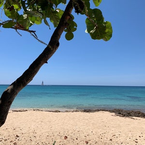 Jamaican Dried Guinea Hen anamu Root 1oz - Etsy