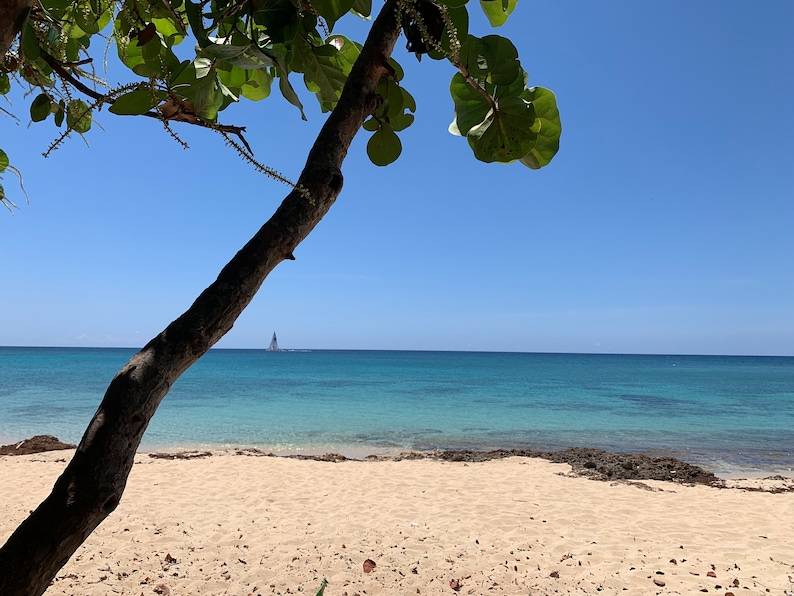 Jamaican Dried Guinea Hen anamu Root 1oz - Etsy