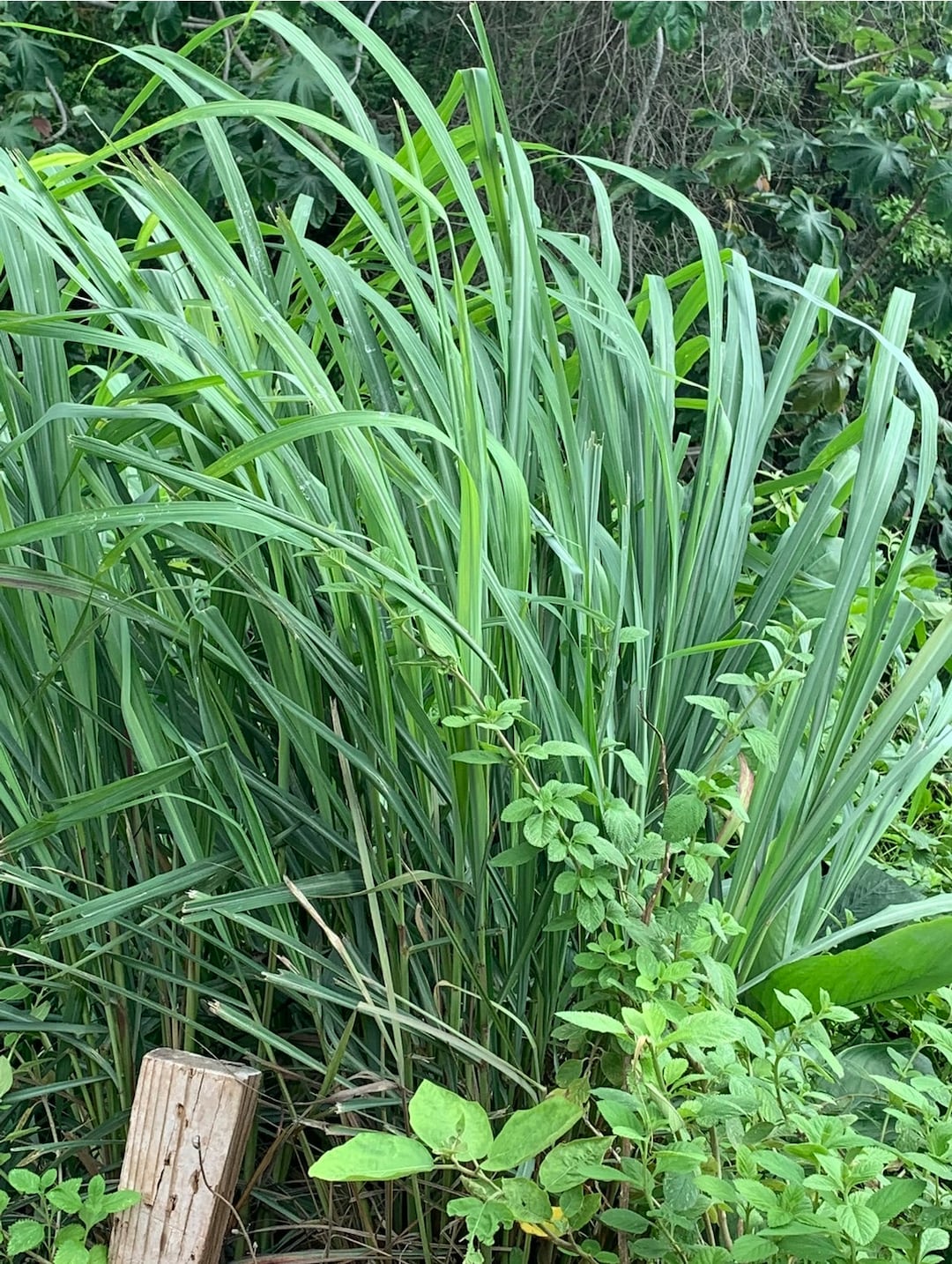 Jamaican Dried Fever/ Lemon Grass 2oz - Etsy