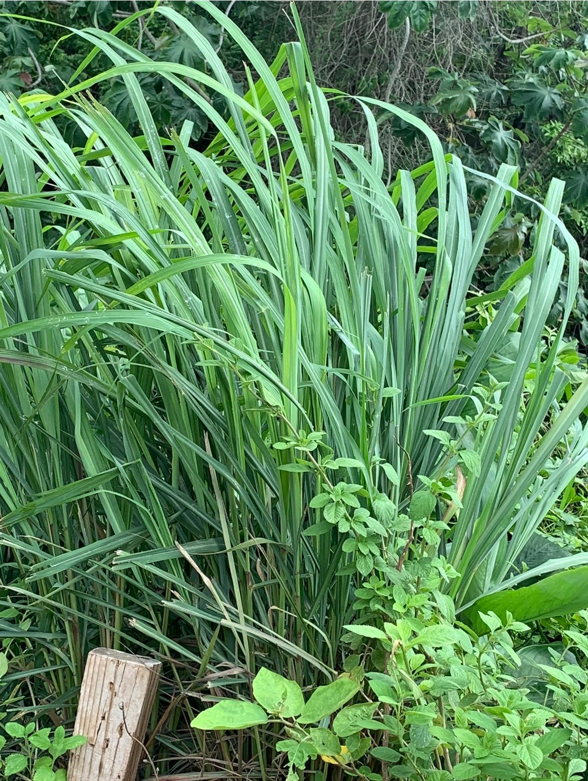 Jamaican Dried Fever/ Lemon Grass 1oz - Etsy