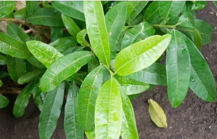 Dried Jamaican Pimento Leaves 1oz - Etsy