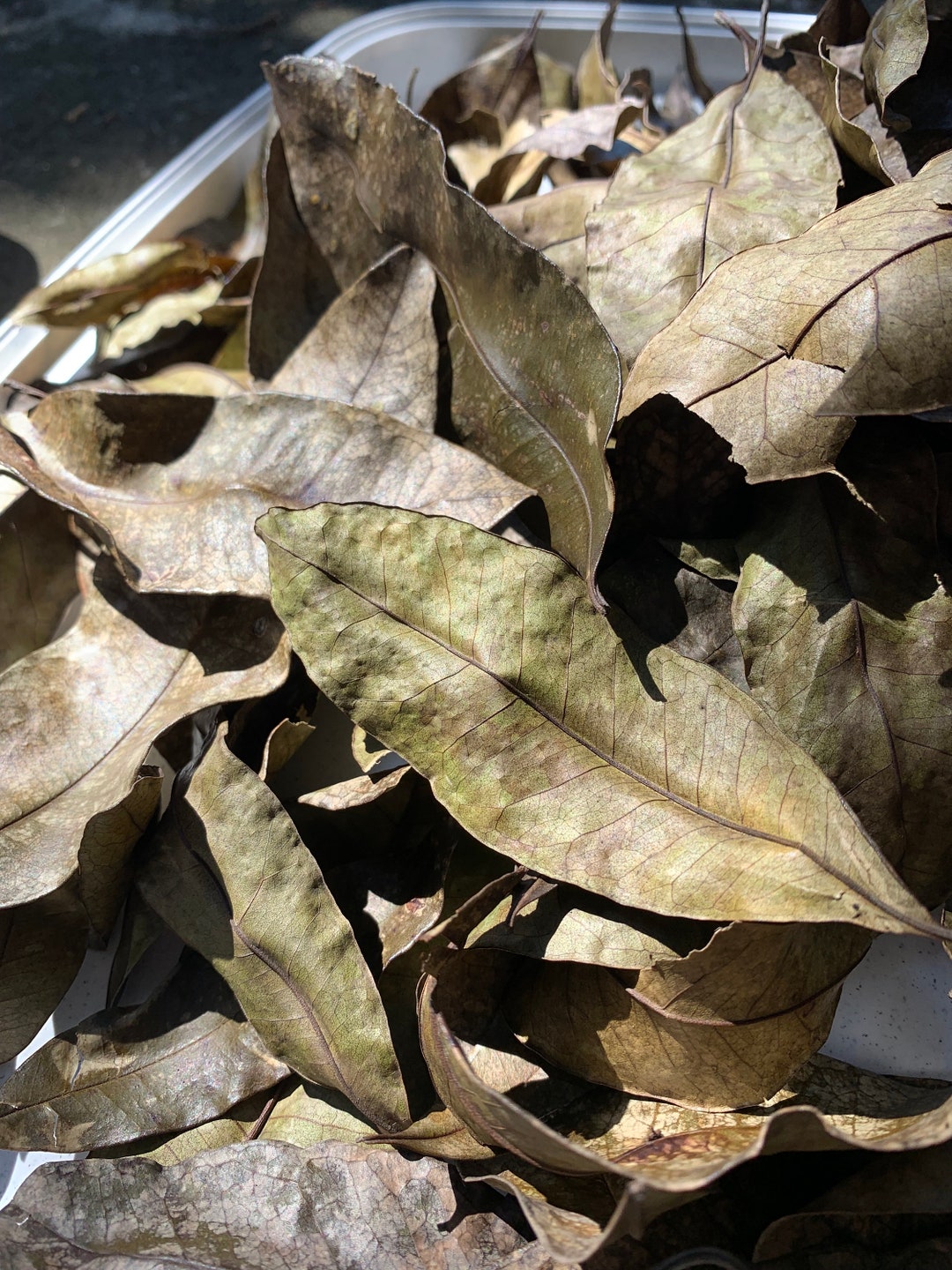 Dried Jamaican Pimento Leaves 1oz - Etsy