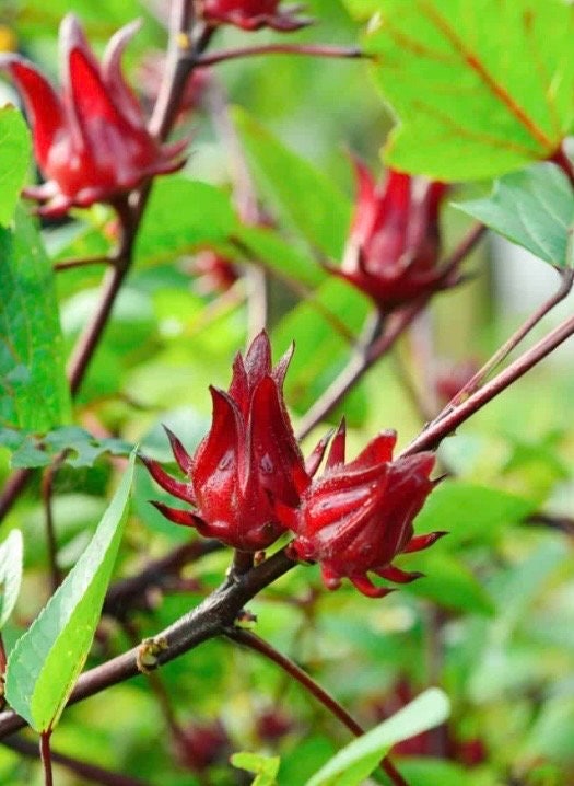 Dried Jamaican Sorrel 3.5oz - Etsy