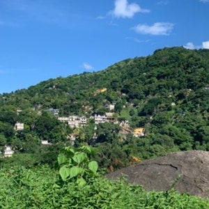 Jamaican Dried Guinea Hen anamu Root 1oz - Etsy