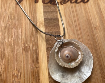 Home Décor Hand Crafted 15.5 Large Moon Snail Shell Vase Planter W ...