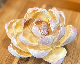 Cockle Shell Art | Etsy