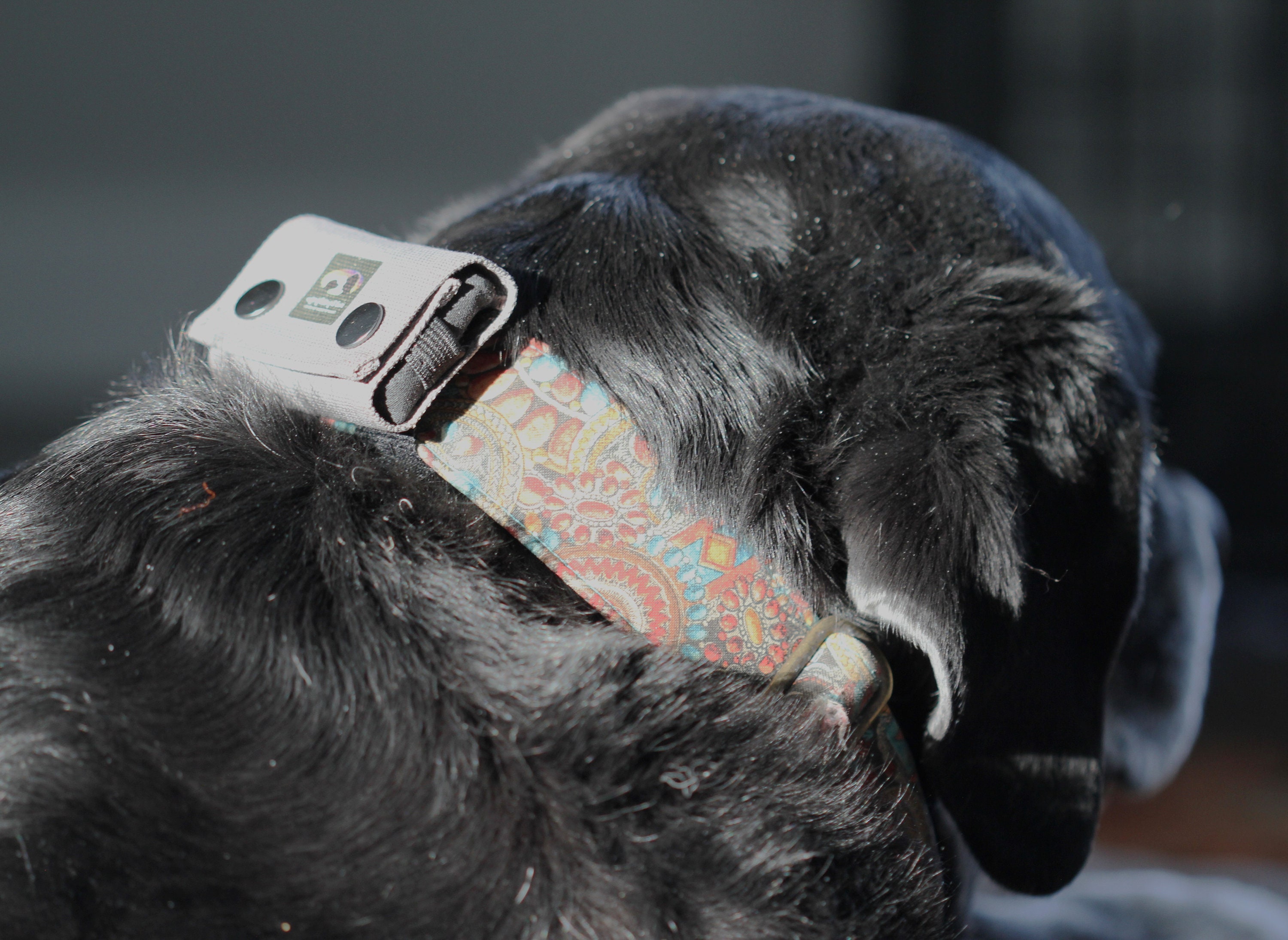 FI (series 2) GPS Compatible Dog Collar Pouch - Heavy Duty Metal Snaps ...