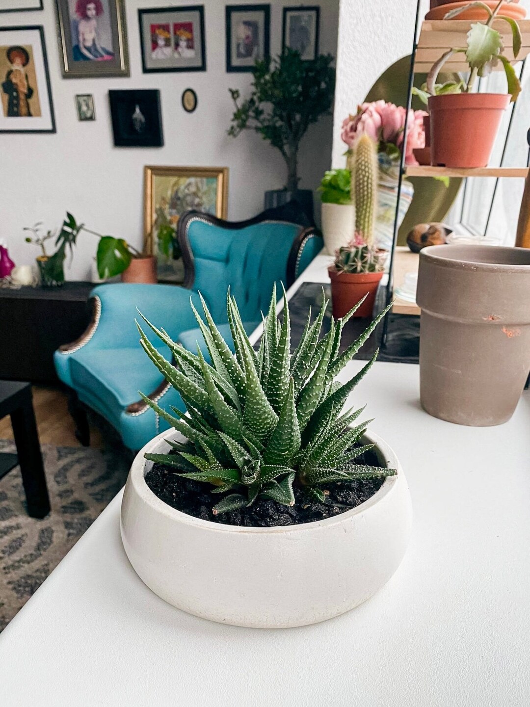 Succulent Bowl Planter, Concrete Shallow Plant Pot With Saucer, Low ...