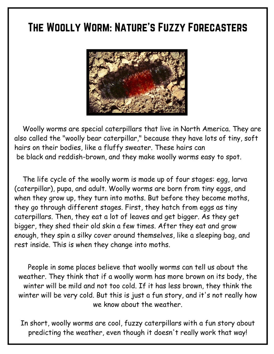 Woolly Worm Read Aloud - Etsy