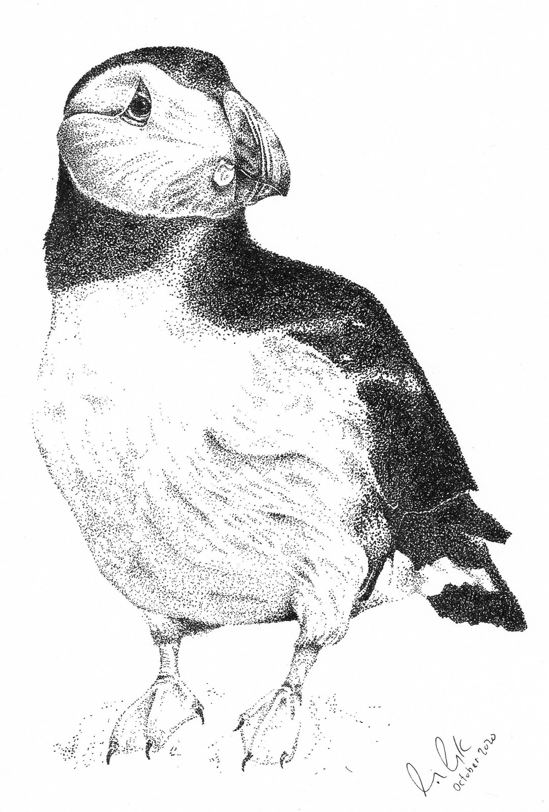 Printed Puffin Mounted - Etsy