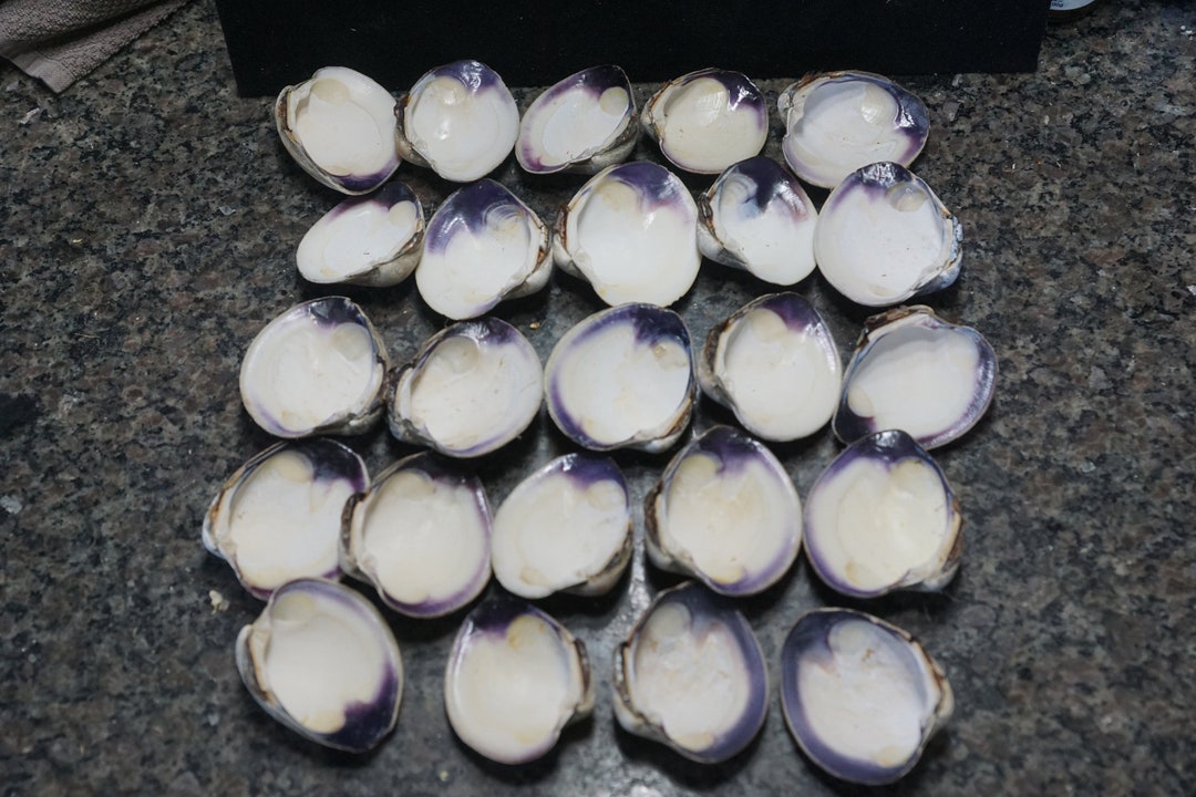 Wampum Quahog Shells XL 3"-4" Crafting Lot of 26 - Etsy