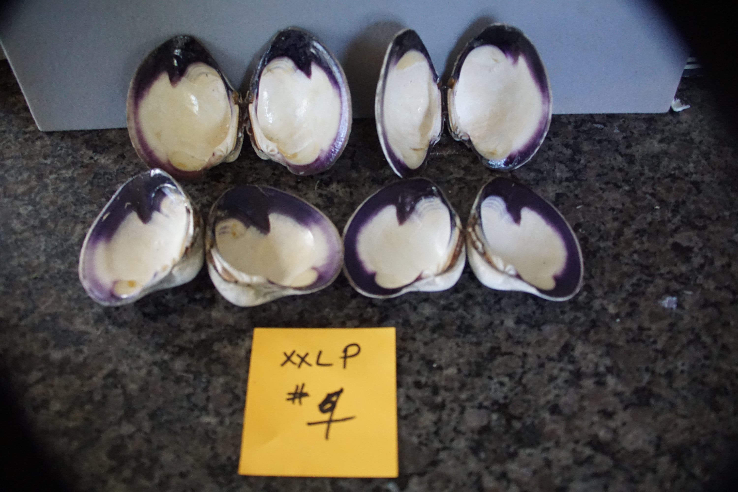 Wampum Quahog Shells XXL Premium 3 1/2-4" Ancient Source Lot of 8 ...