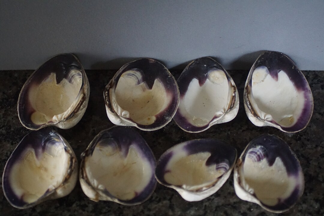 Wampum Quahog Shells XXL Premium 3 1/2-4" Ancient Source Lot of 8 ...