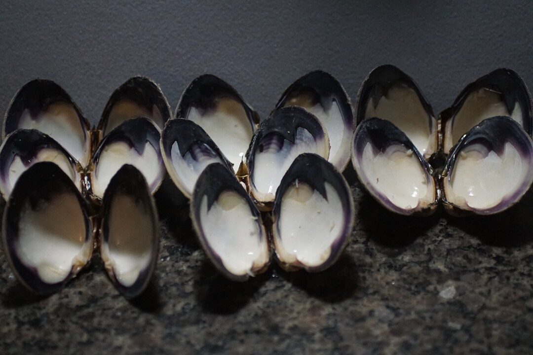 Wampum Quahog Shells Premium Lot 16 Pcs 2 1/2-3" Matched Pairs -jewelry ...