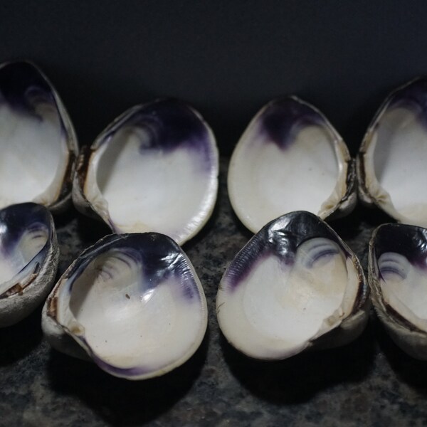 Quahog Shell - Etsy