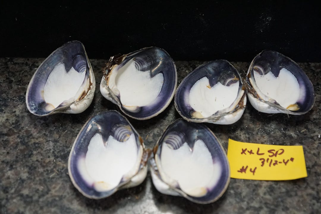 Wampum Quahog Shells Rare SUPER PREMIUM XXL 3 1/2"-4" Lot of 6 Shells ...