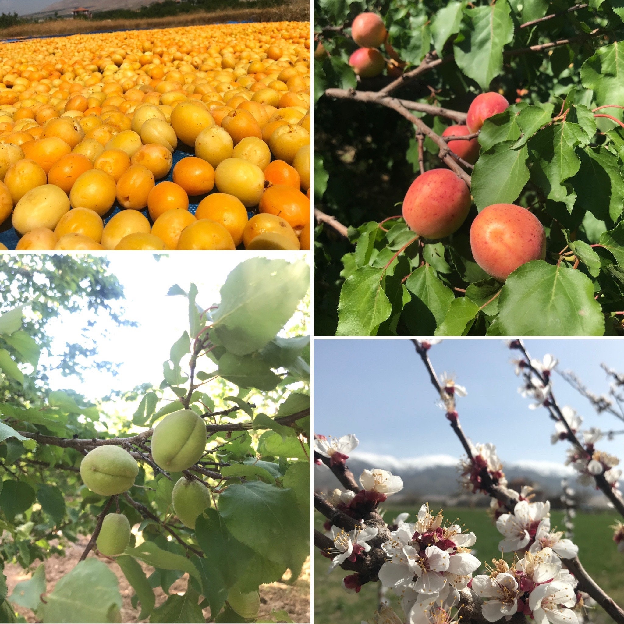 Dried Apricots, Sun Dried Apricot, Natural Drying, Jumbo Size Healthy ...