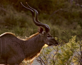 Greater Kudu - Etsy