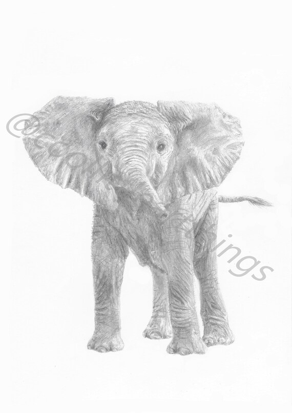 Baby Elephant Pencil Drawing Handrawn Digital Download Baby - Etsy