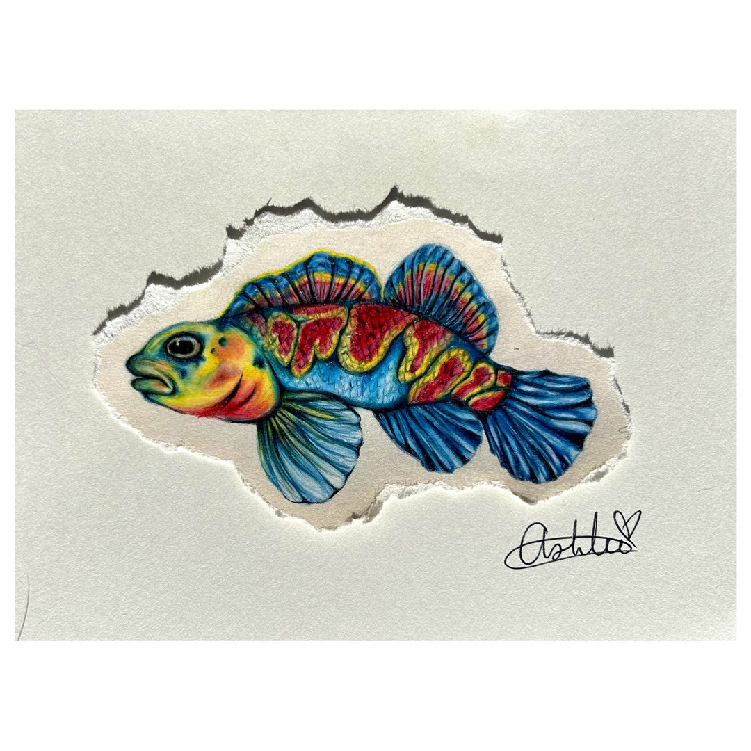 8x10 Rainbow Darter Realistic Colored Pencil Drawing Giclee Print - Etsy