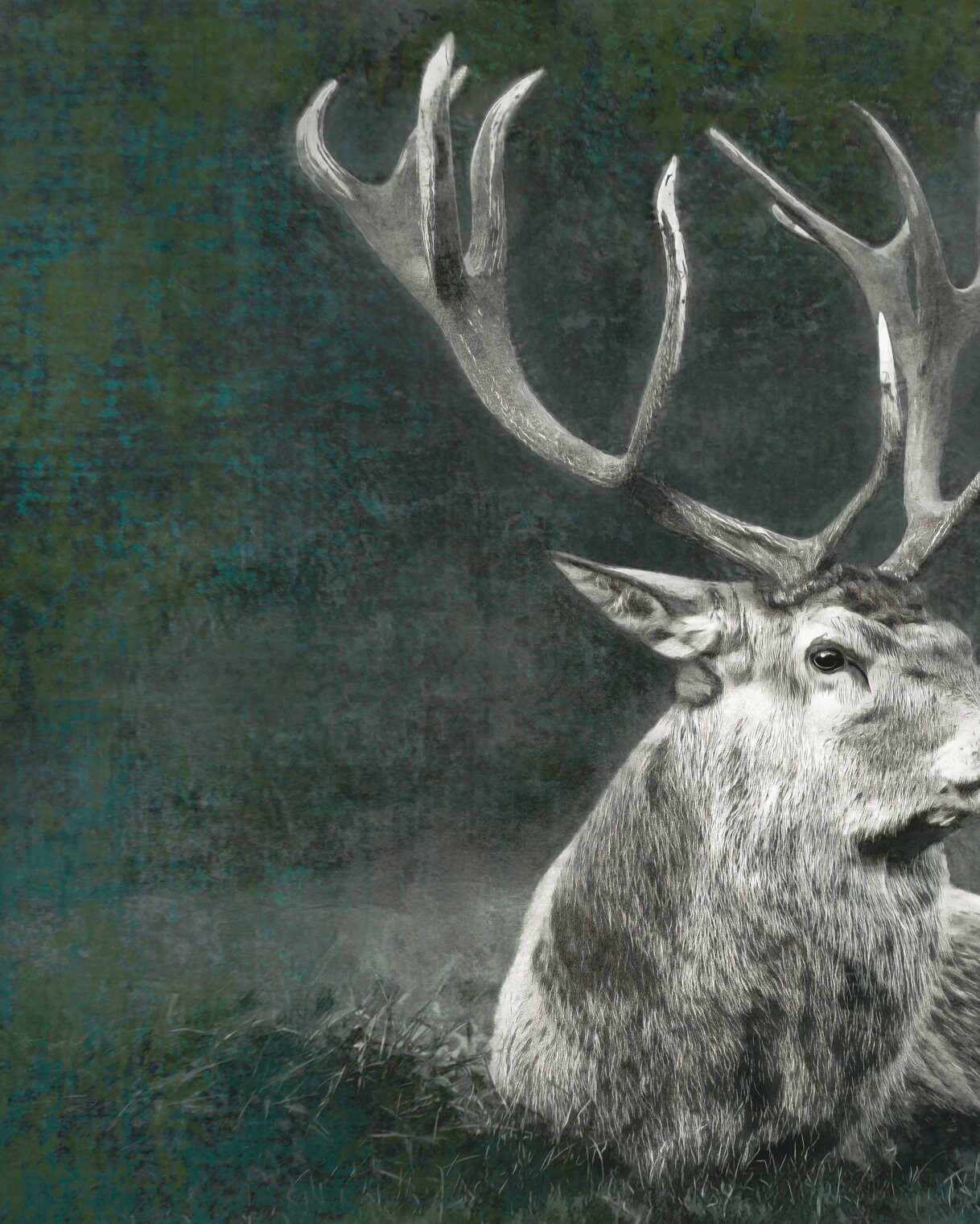 Leinwandbild Hirsch Hirsch Bild schwarz weiß grün Wandbilder Wohnzimmer ...