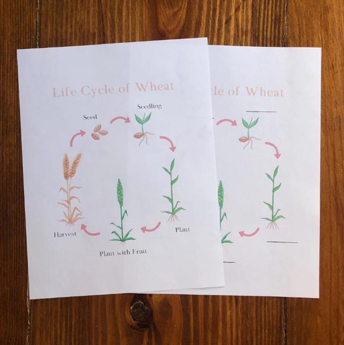 Life Cycle of Wheat - Nature Study - Charlotte Mason - Homeschool ...